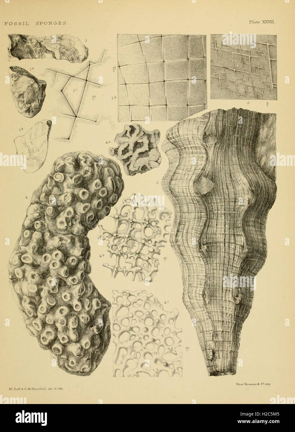 This catalog provides a comprehensive listing of fossil sponges in the ...