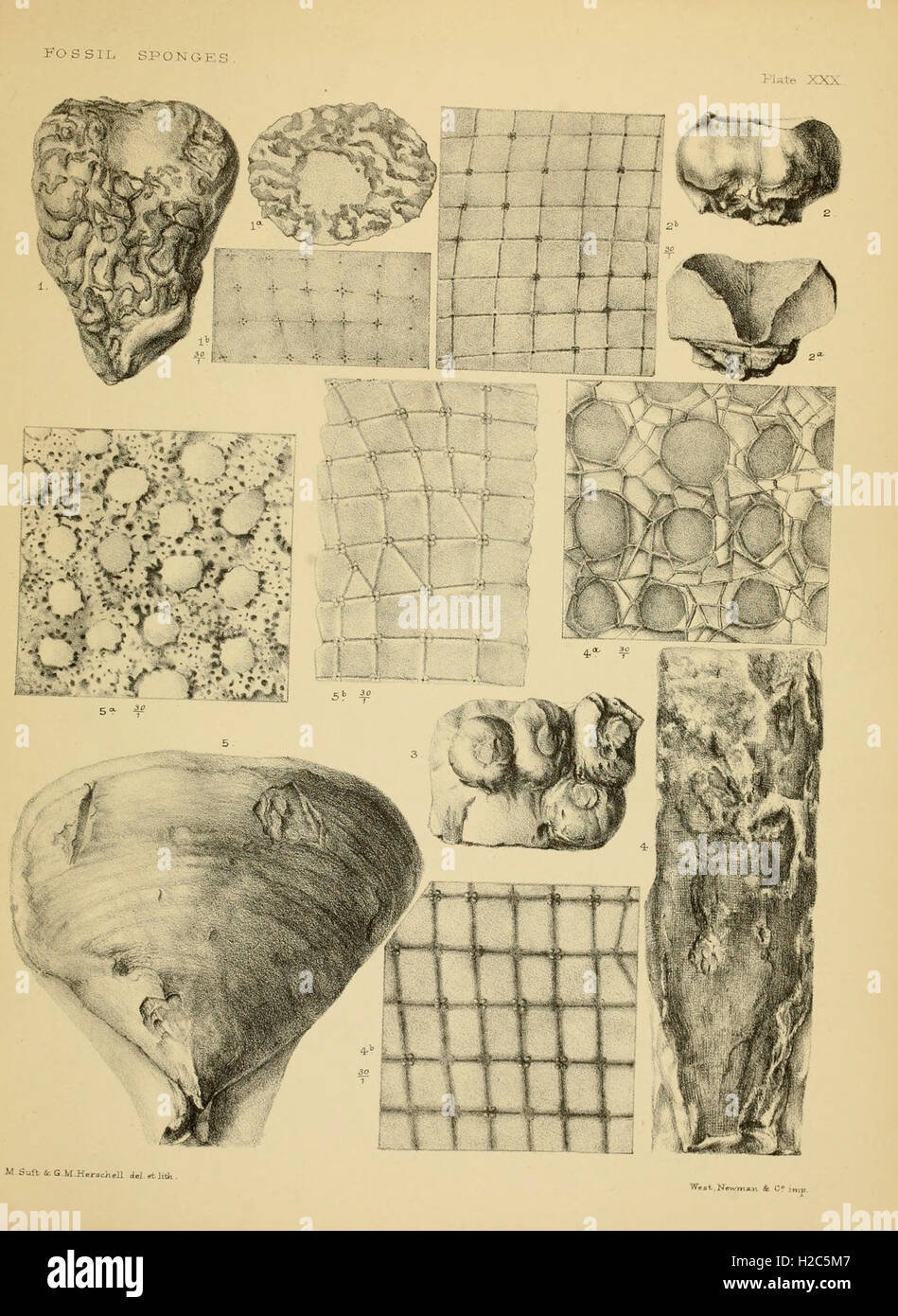 This catalog provides a detailed list of fossil sponges held in the ...