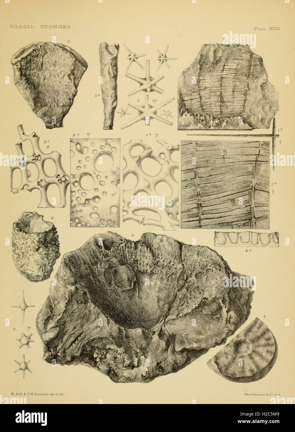 This catalog lists the fossil sponges housed in the Geological ...