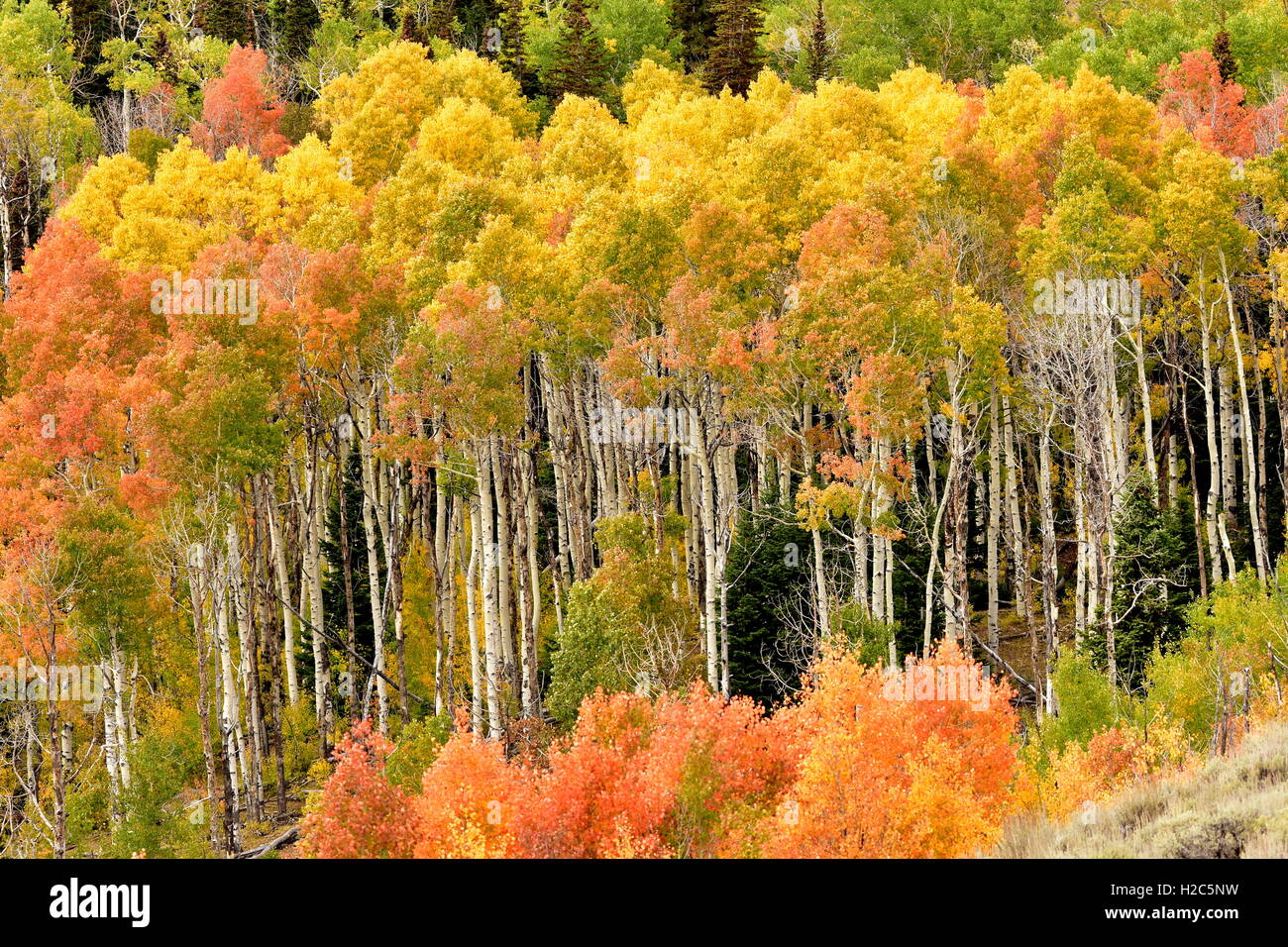 Aspen trees turn bright colors in early autumn at Seedskadee National ...