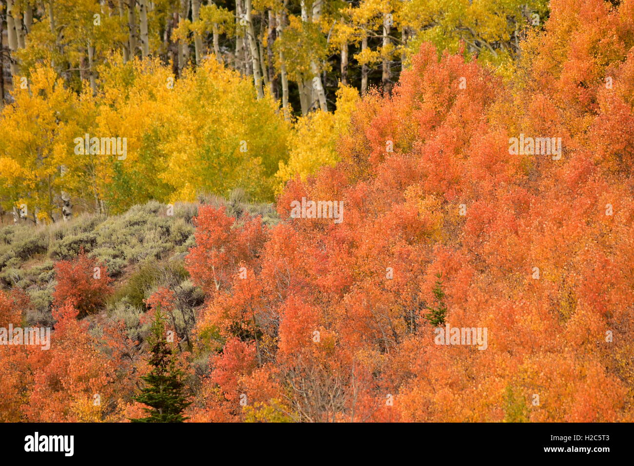 Aspen trees turn bright colors in early autumn at Seedskadee National ...