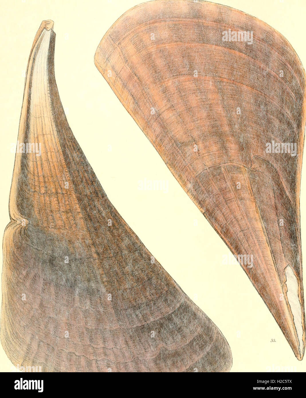 This work provides detailed illustrations of molluscan shells ...