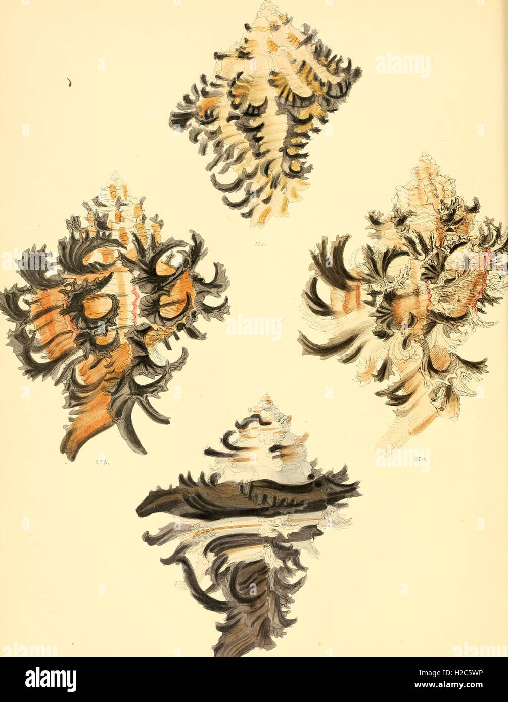 This work provides detailed illustrations and descriptions of mollusk ...