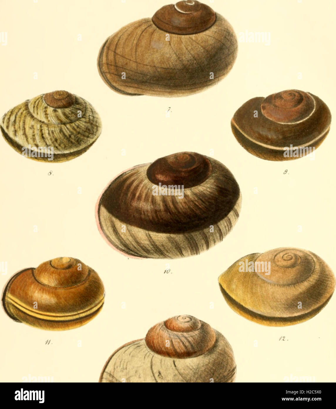 This 1854 work illustrates various molluscan shells, showcasing ...