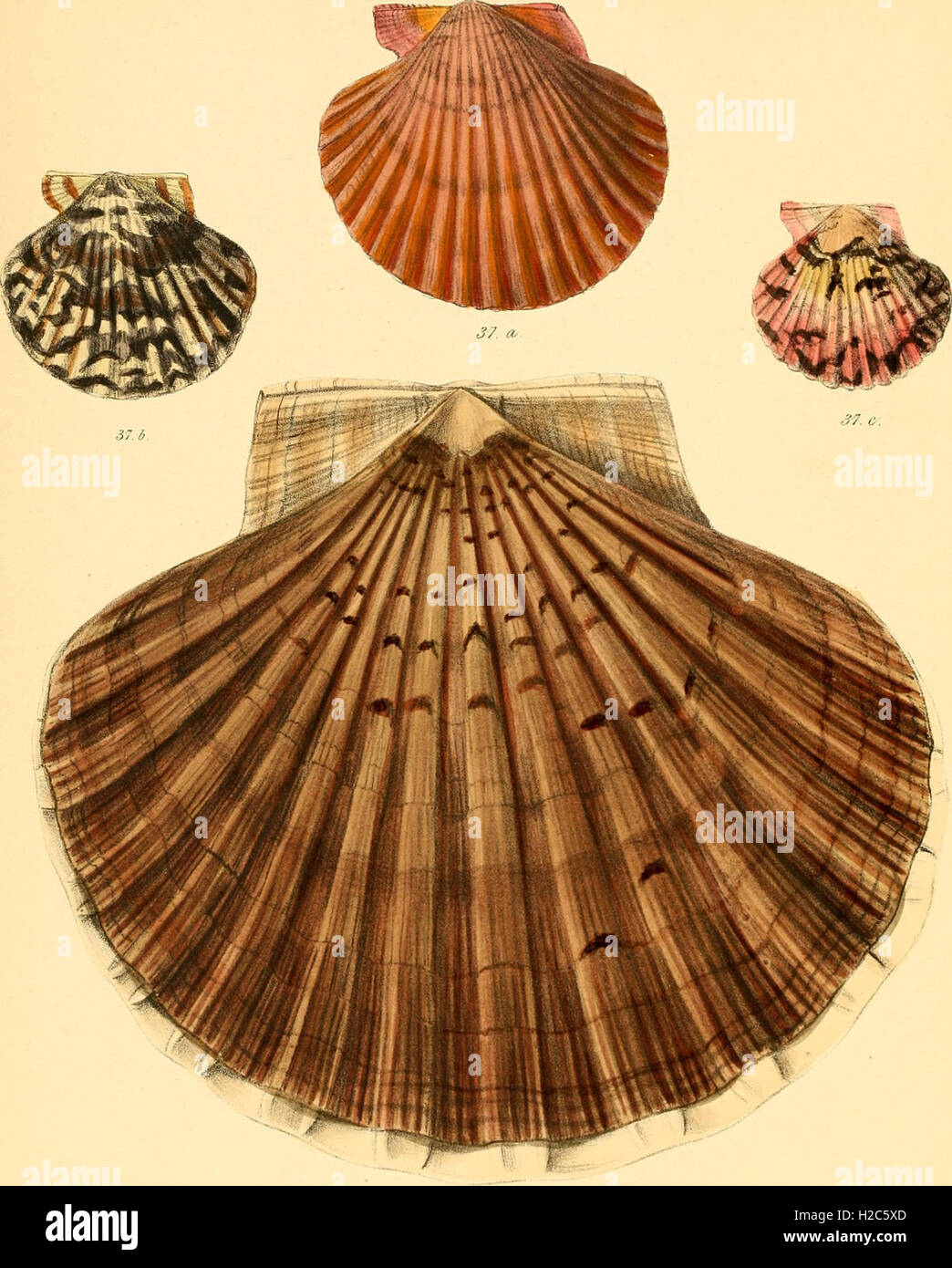 This work presents detailed illustrations of mollusks and their shells ...