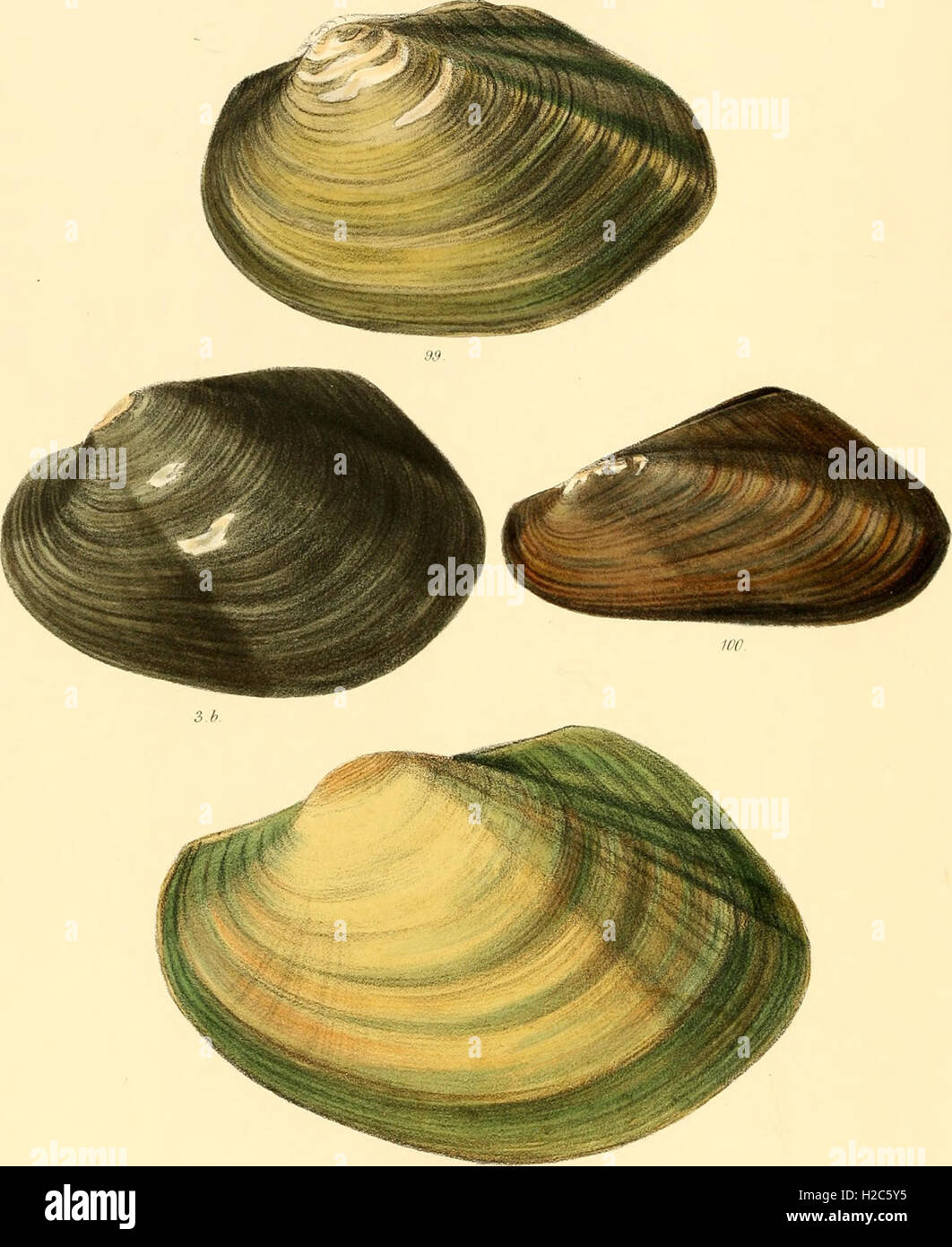 This work provides detailed illustrations of mollusc shells ...