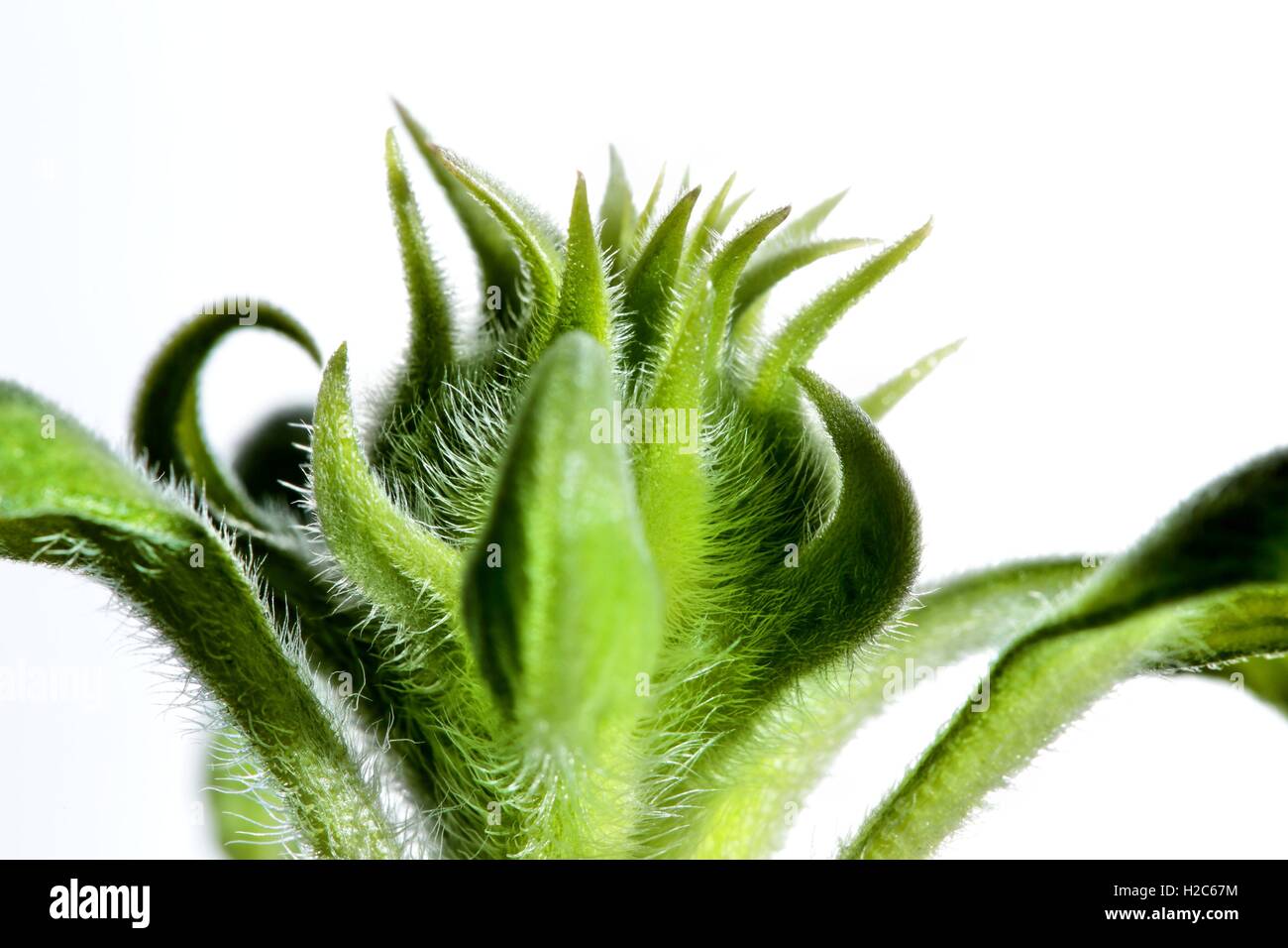 Budding sunflower hi-res stock photography and images - Alamy
