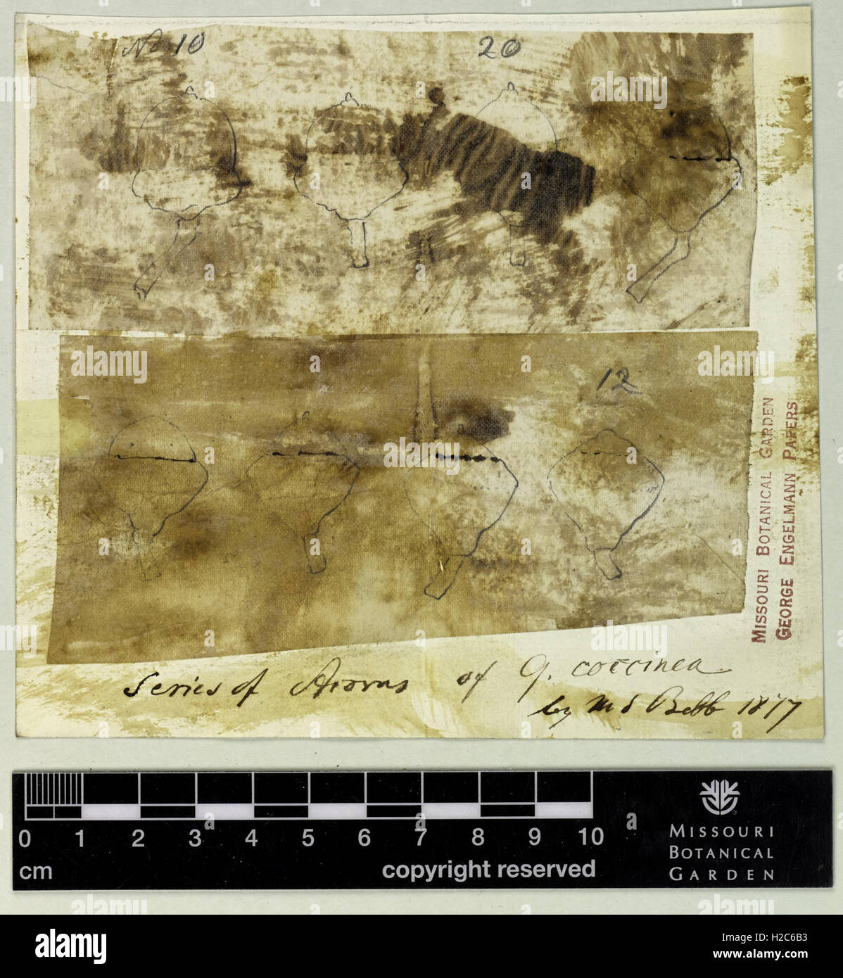 This correspondence between Michael Bebb and George Engelmann from 1877 ...