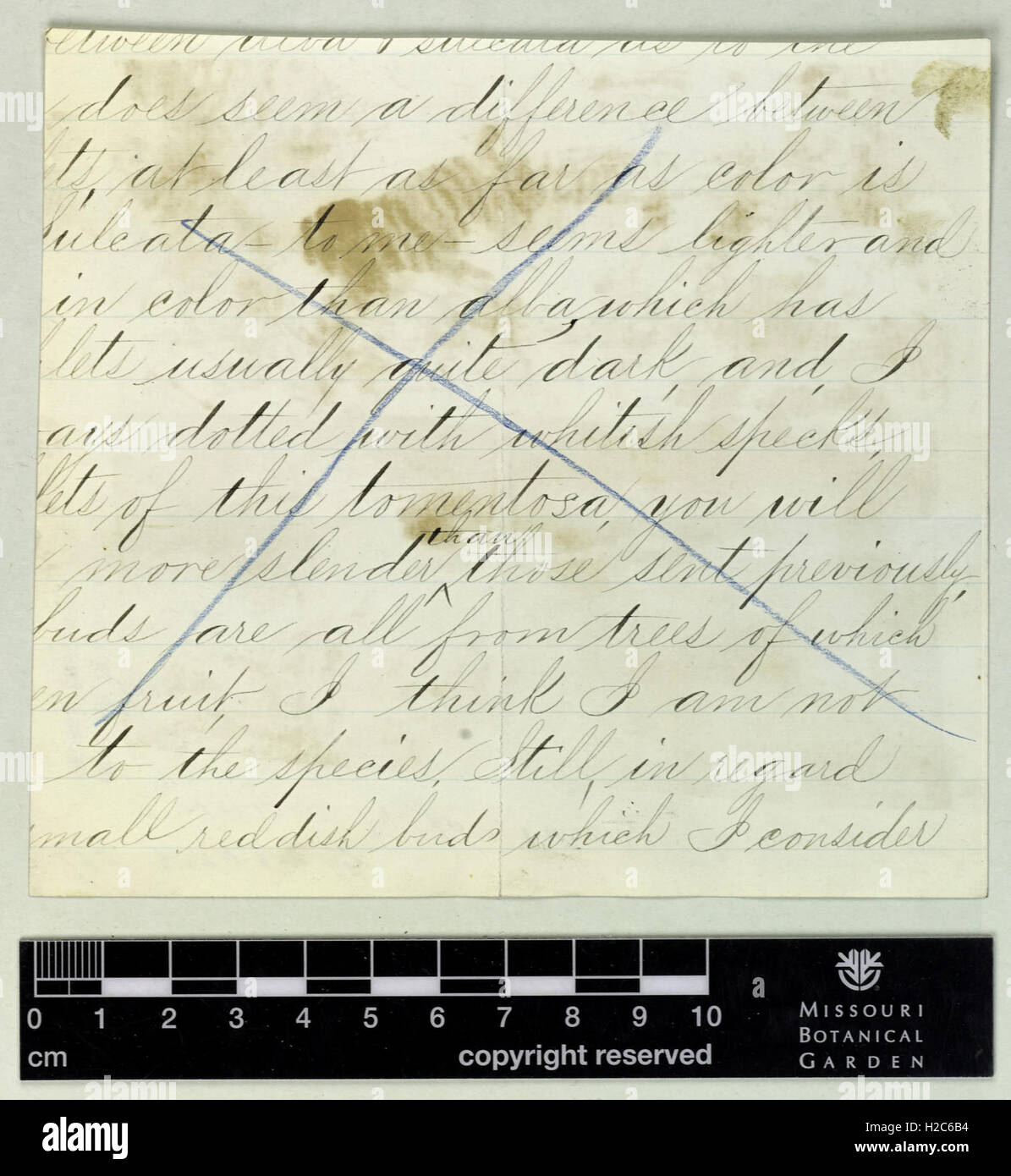 A letter dated May 15, 1877, between Michael Bebb and George Engelmann ...