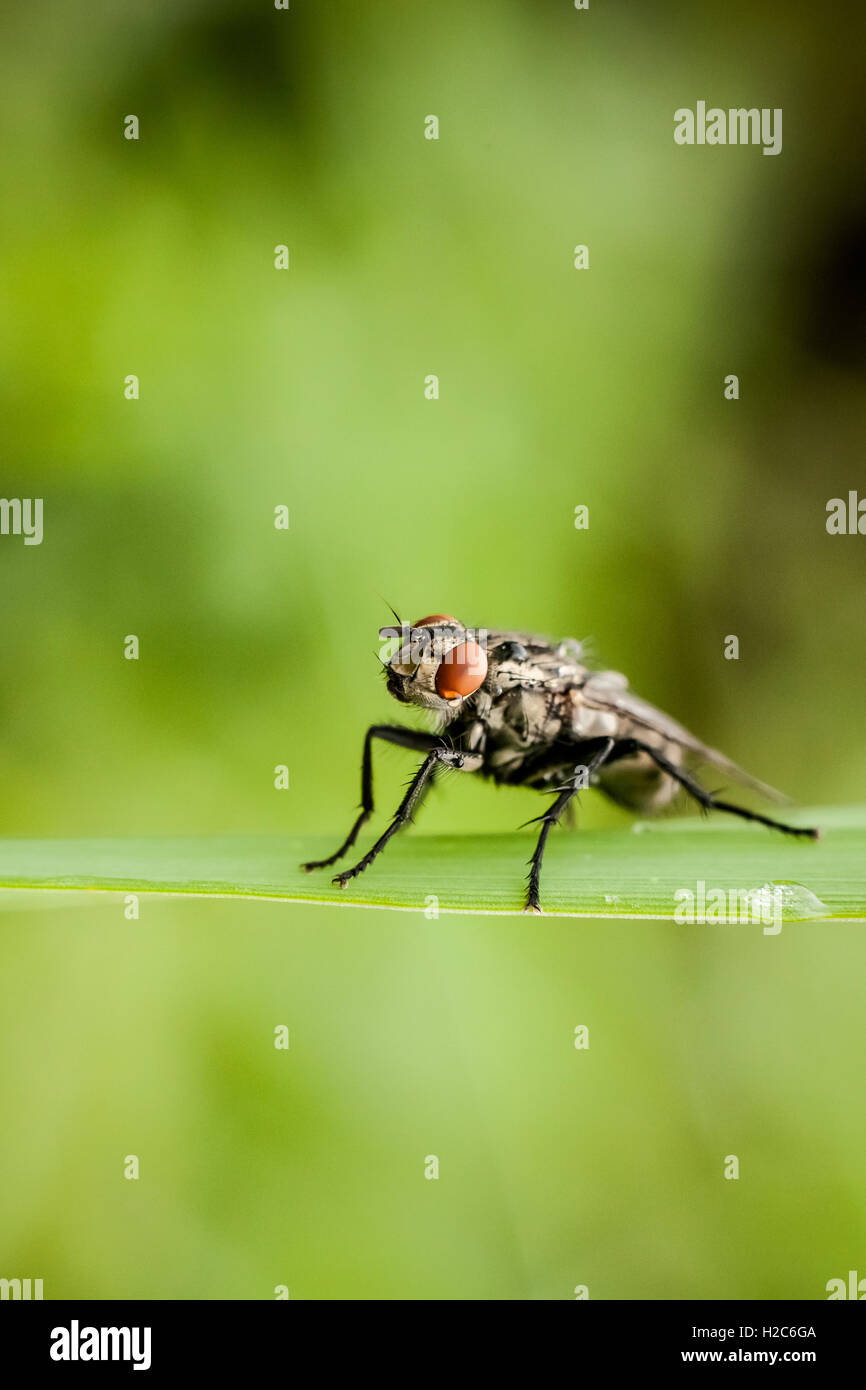 Macro photography of little fly in nature Stock Photo - Alamy