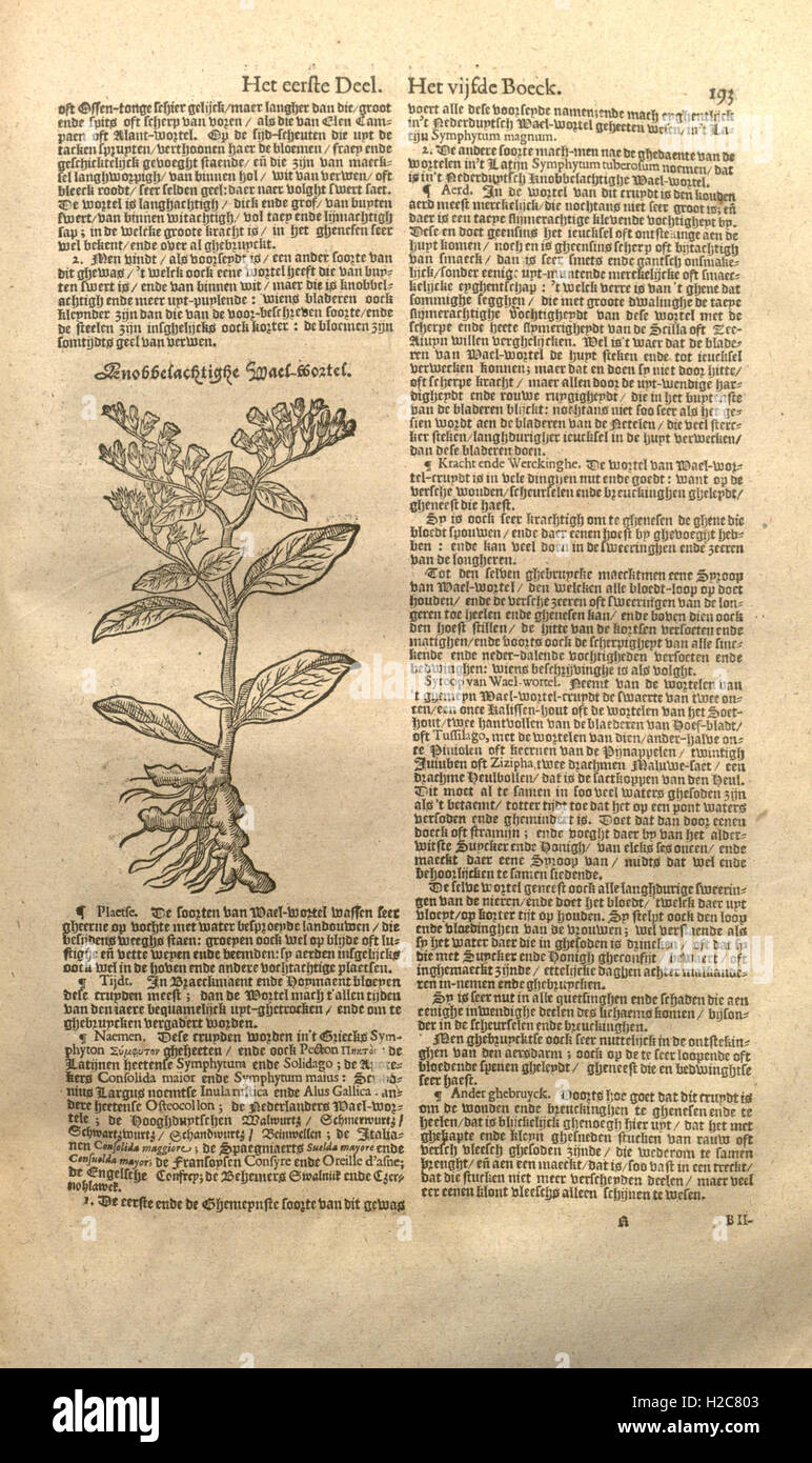 This botanical text by Rembert Dodoens presents detailed information on ...