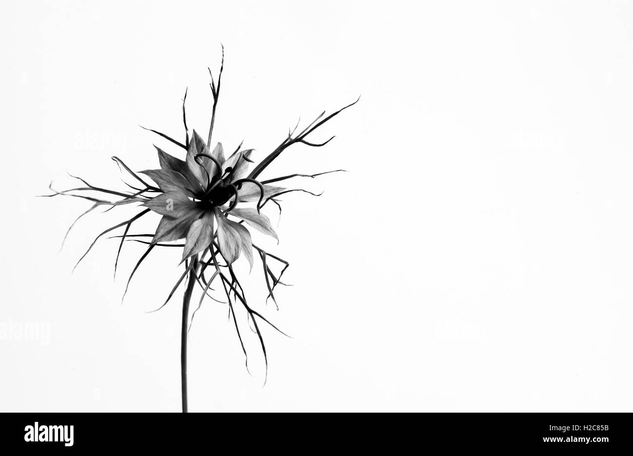 Monochrome flower hi-res stock photography and images - Alamy