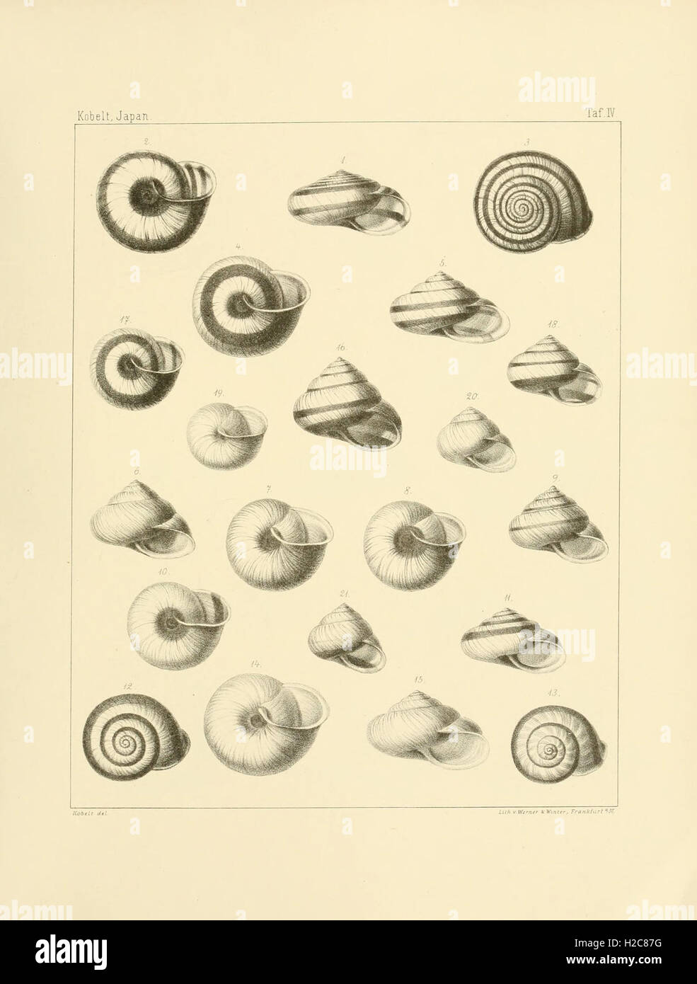A series of scholarly works published by the Senckenberg Society ...