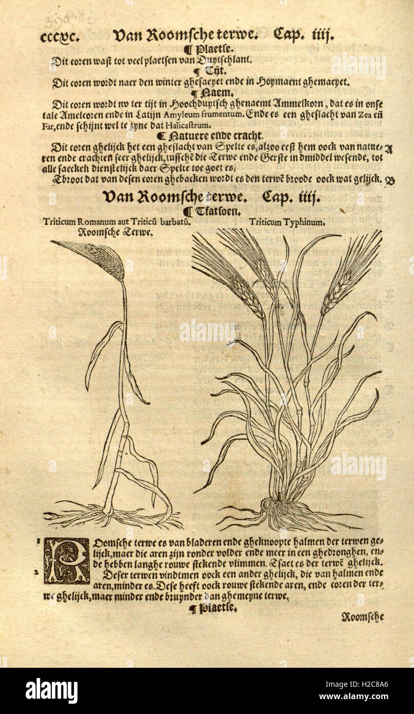 Crŭÿde boeck (Page cccxc Stock Photo - Alamy