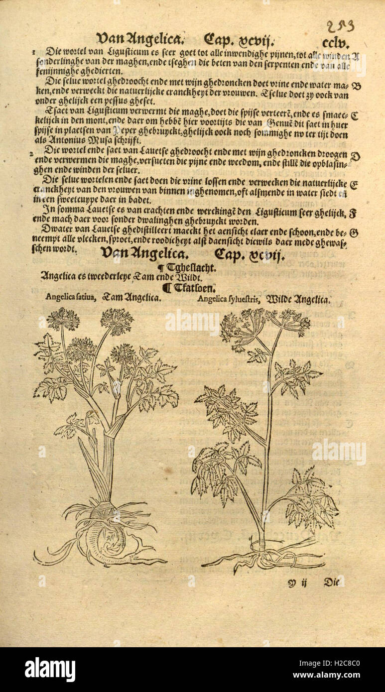 A historical botanical manuscript detailing various plant species and ...