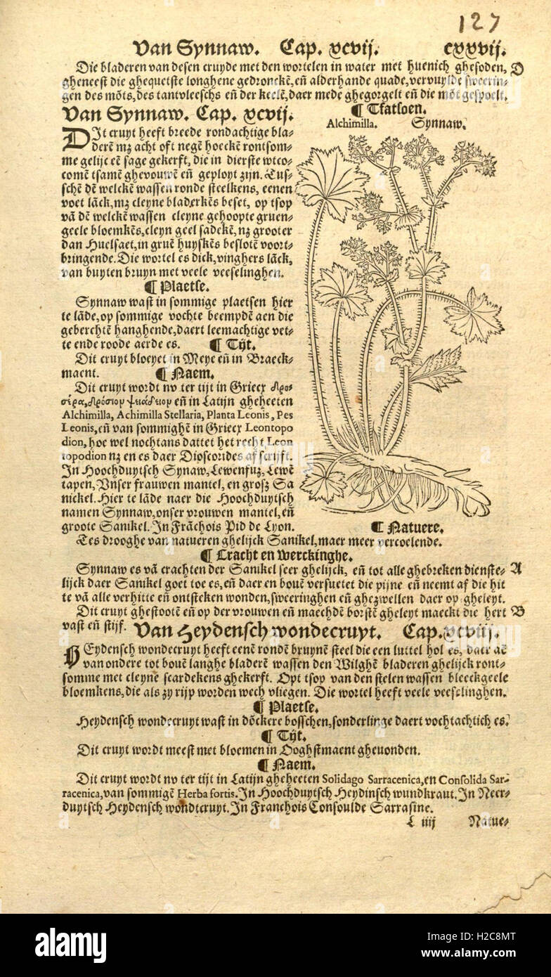 A manuscript detailing botanical studies, including plant ...