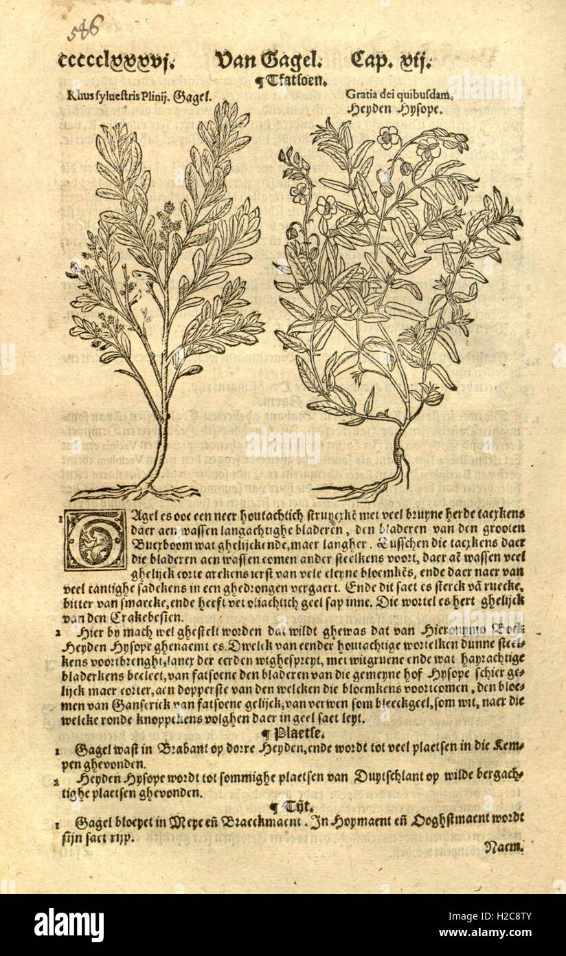 This manuscript is a detailed record of botanical and medicinal ...