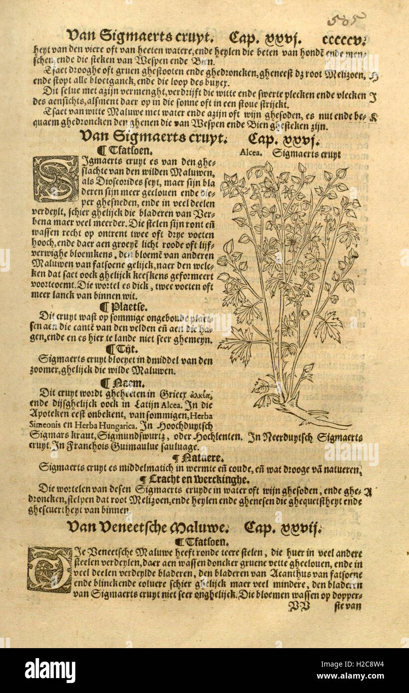 A historical botanical text discussing the medicinal uses and ...