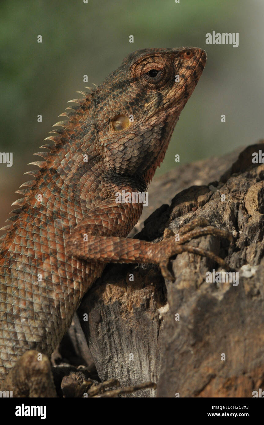 Indian garden lizard on tree hi-res stock photography and images - Alamy