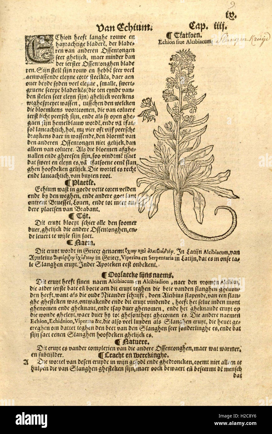 A page from 'Cruÿde Boeck' (a book on medieval medical practices ...