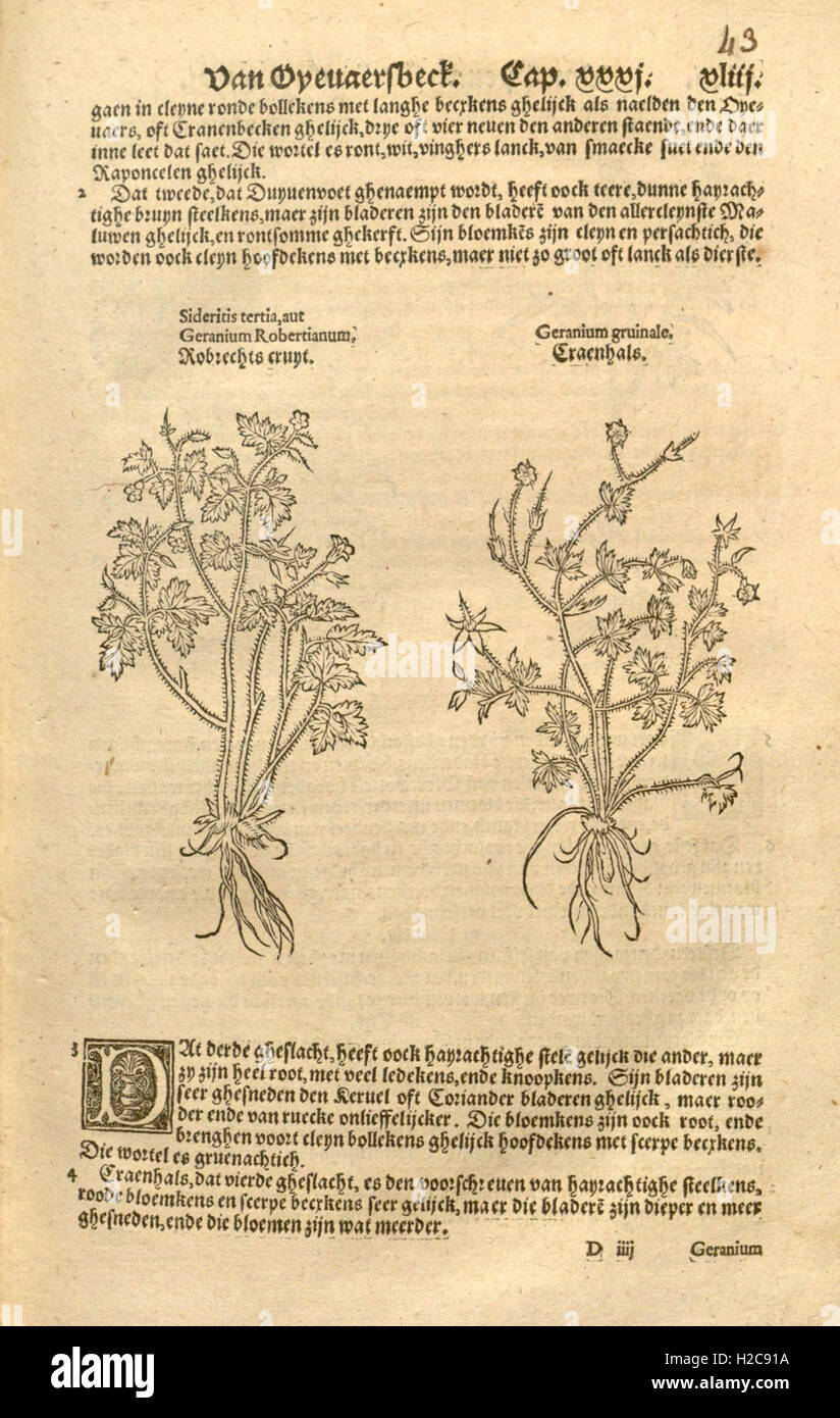 An early botanical text featuring illustrations and descriptions of ...