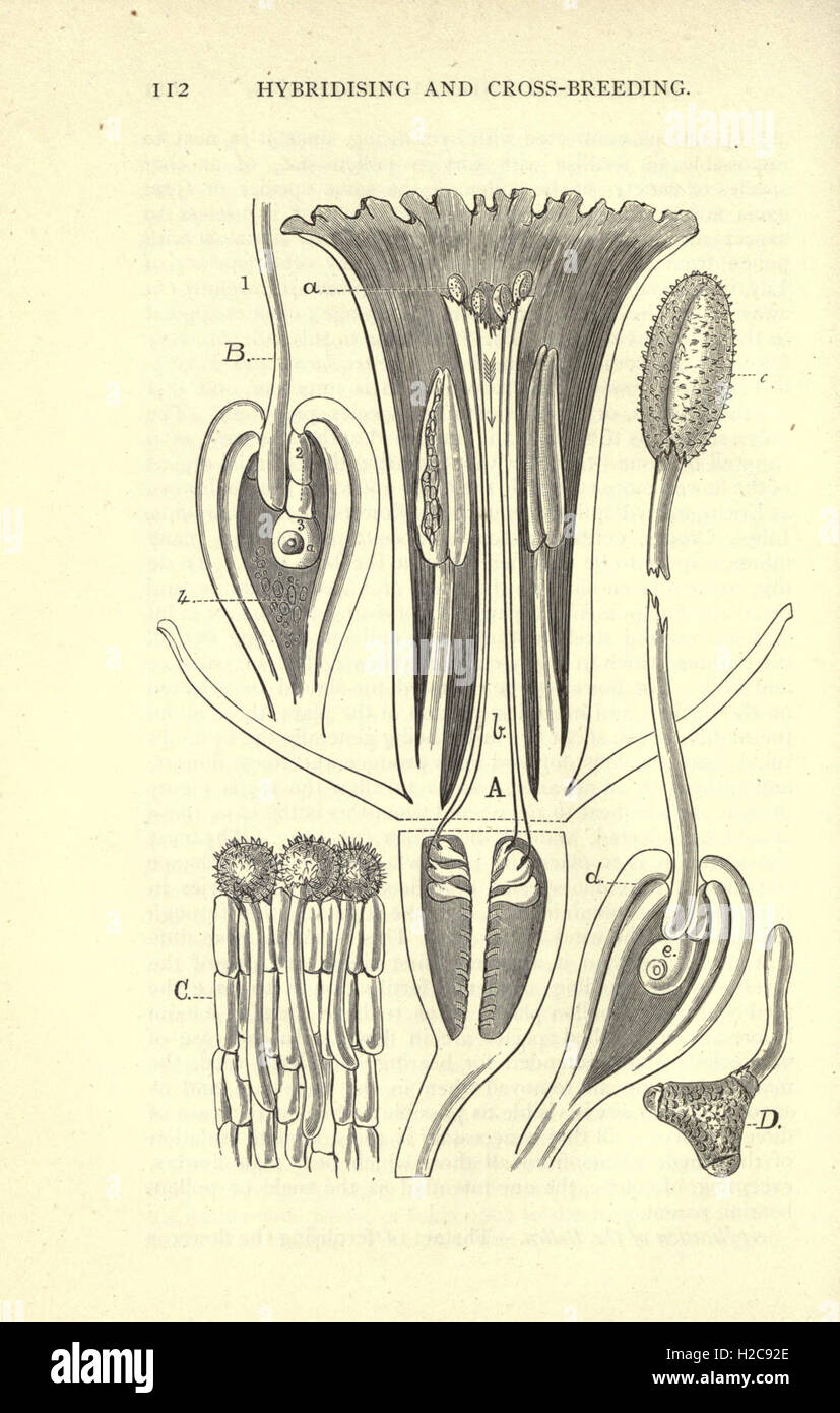 An overview of cultivated plants, focusing on the types, cultivation ...