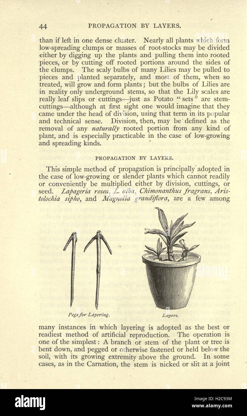 A detailed reference focusing on cultivated plant species, highlighting ...