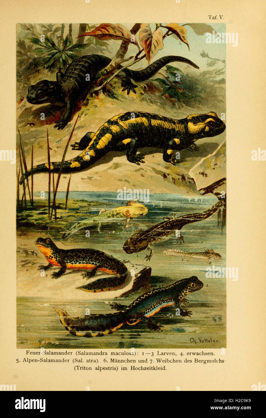 This work details the amphibians and reptiles of Germany, providing a ...