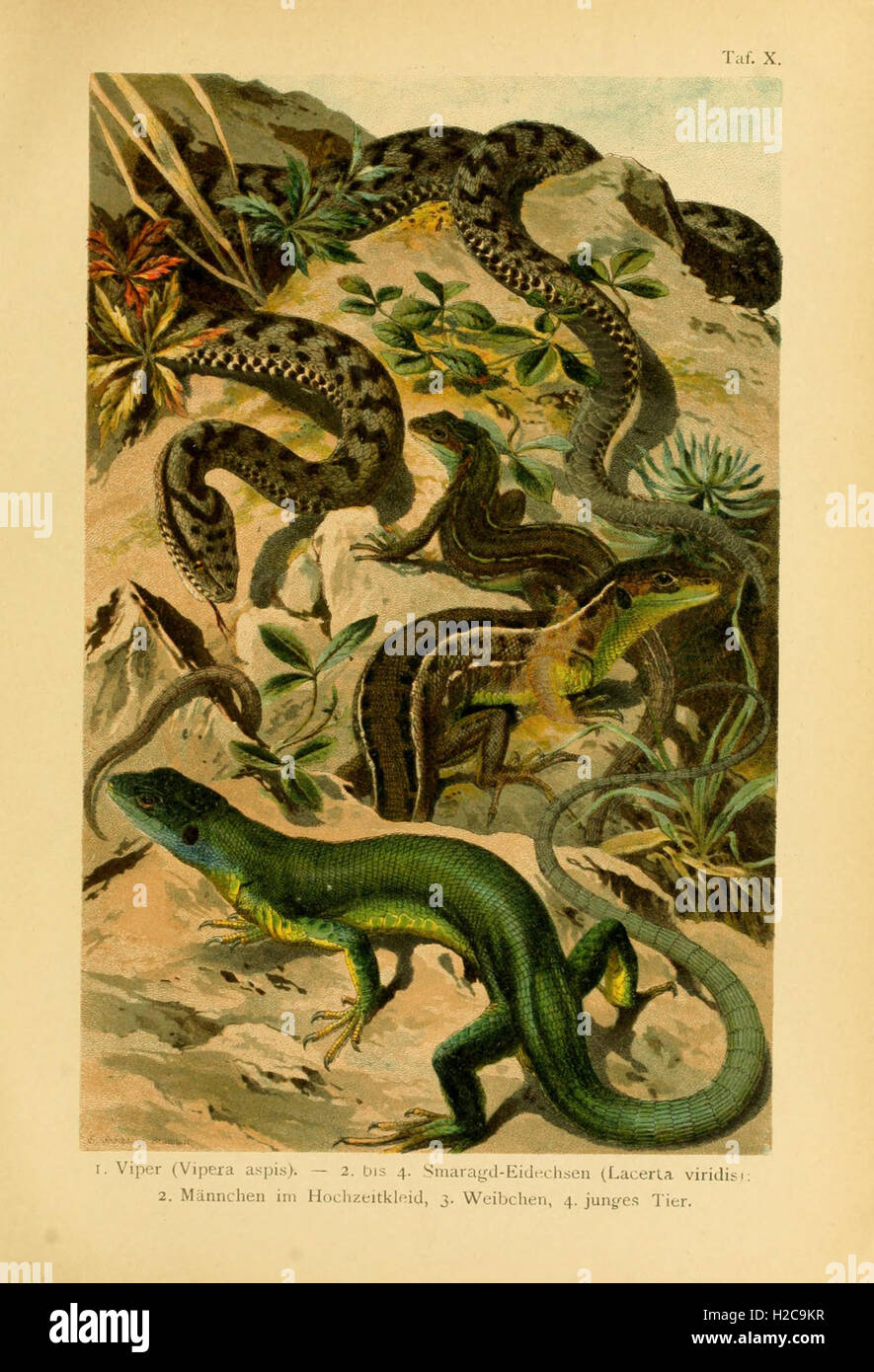 A study on the amphibians and reptiles of Germany, presenting detailed ...