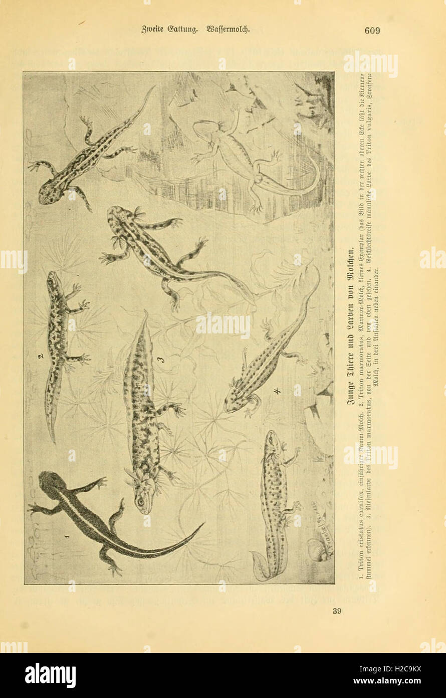 A comprehensive study on the amphibians and reptiles of Germany. This work covers the ...