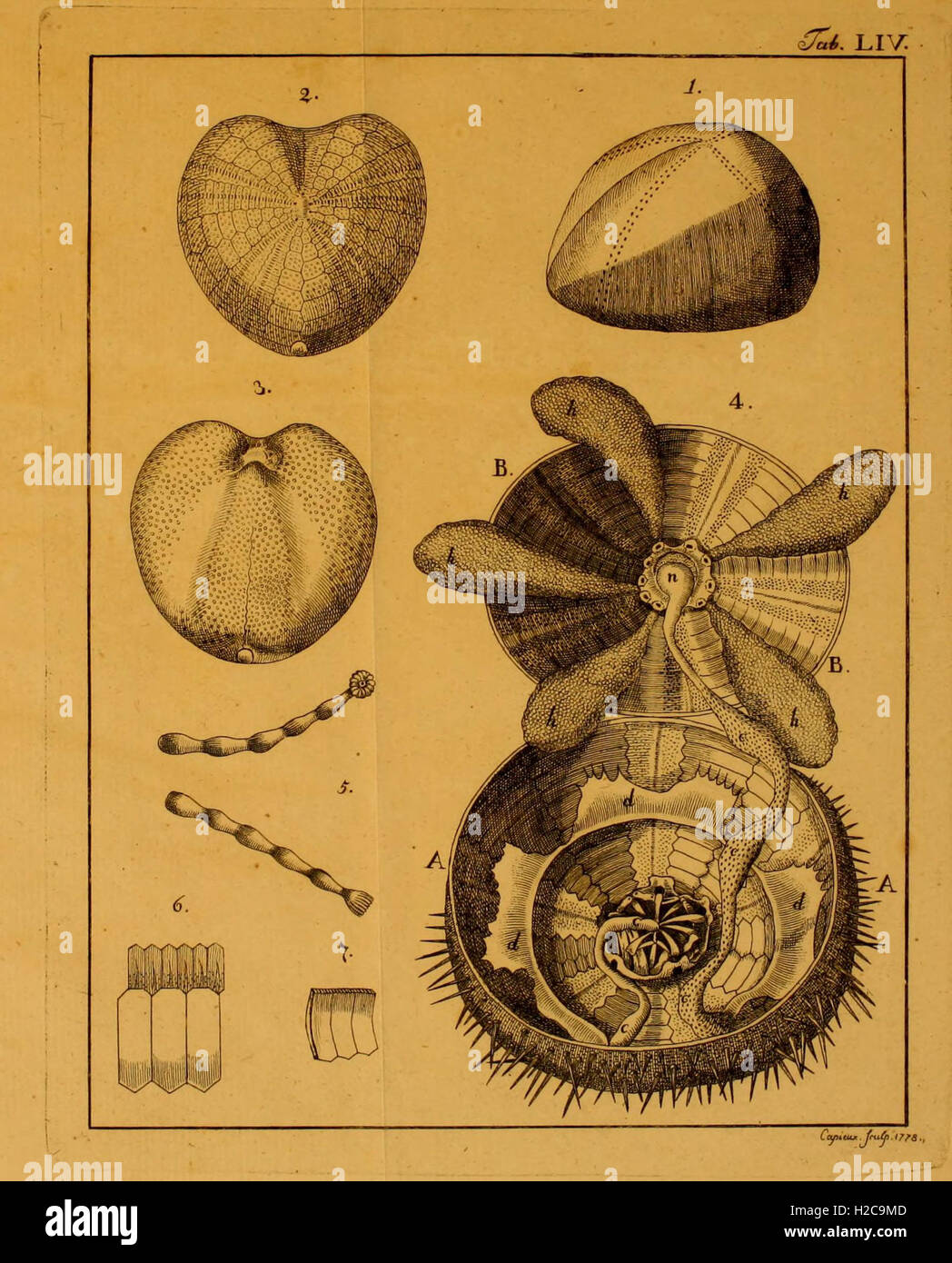 This scientific work discusses the natural history of echinoderms ...