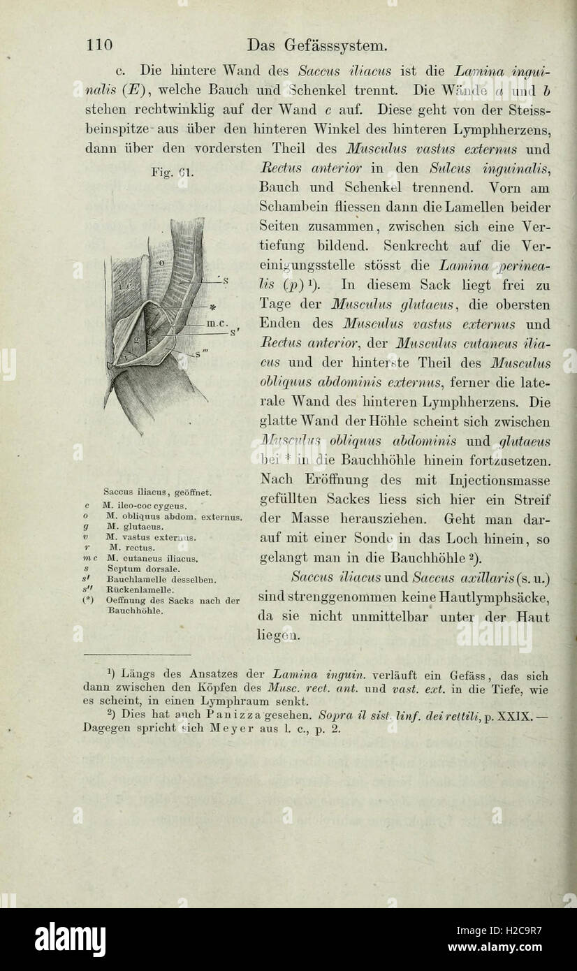 A detailed examination of frog anatomy, this page provides insight into ...