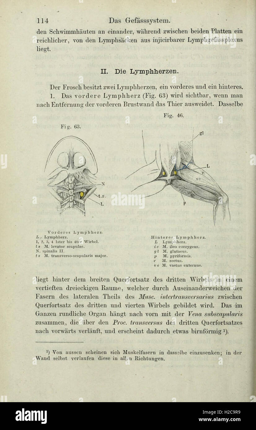 An anatomical study of the frog, detailing its physiological structures ...