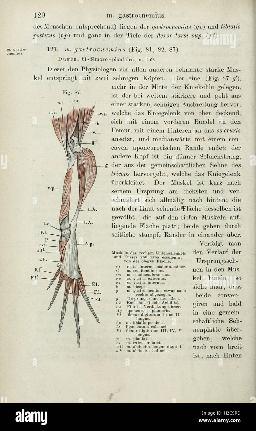 An anatomical study of the frog, detailing its internal and external ...