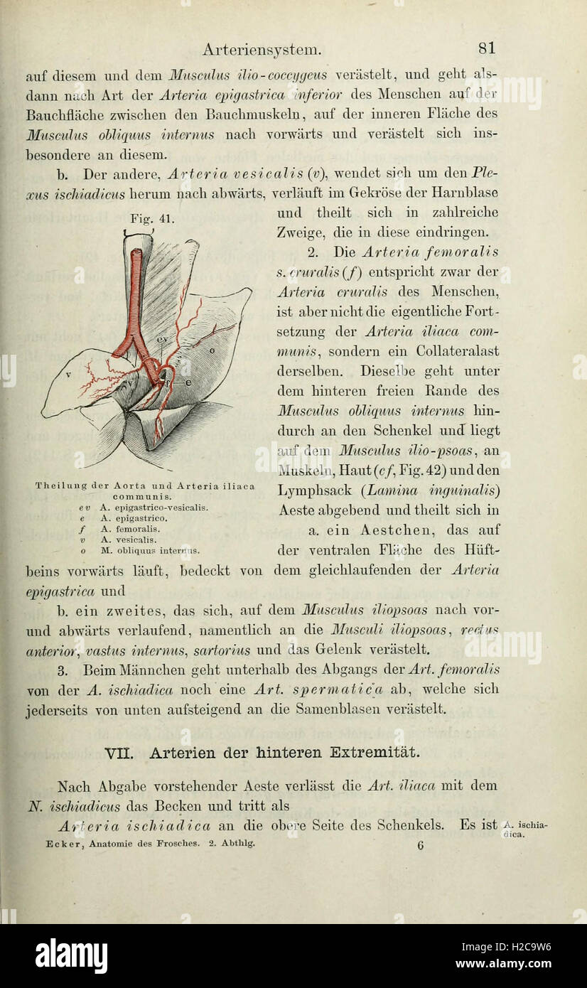 Die anatomie hi-res stock photography and images - Alamy