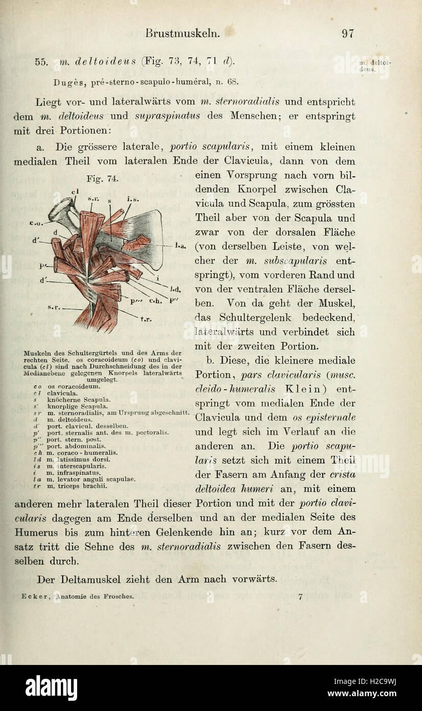 This work explores the anatomy of the frog, focusing on its internal ...