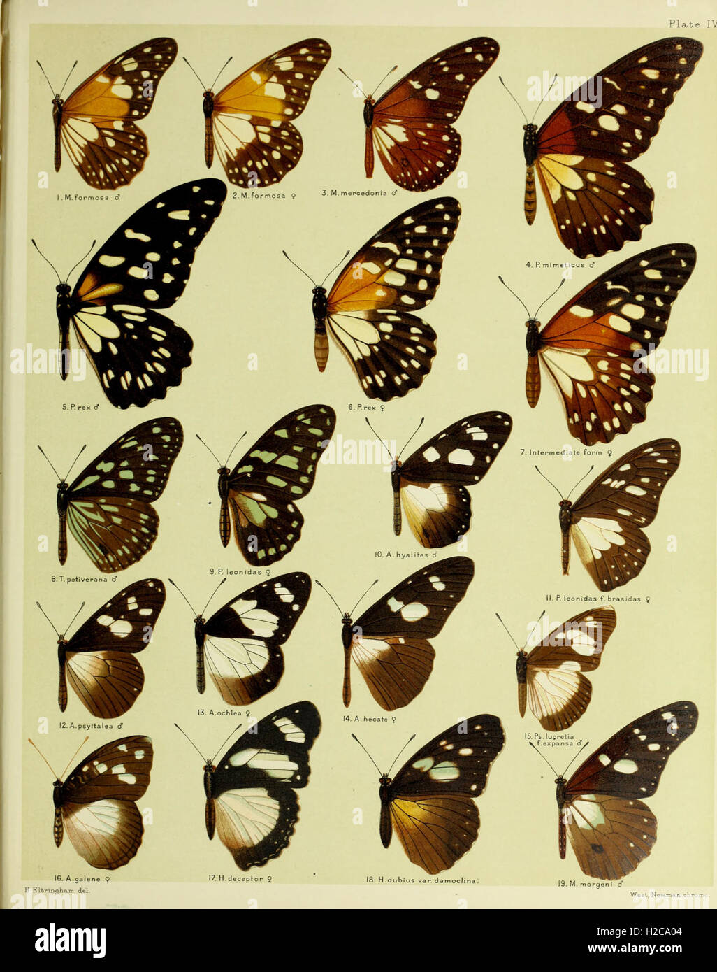 This work focuses on African mimetic butterflies, showcasing the unique ...