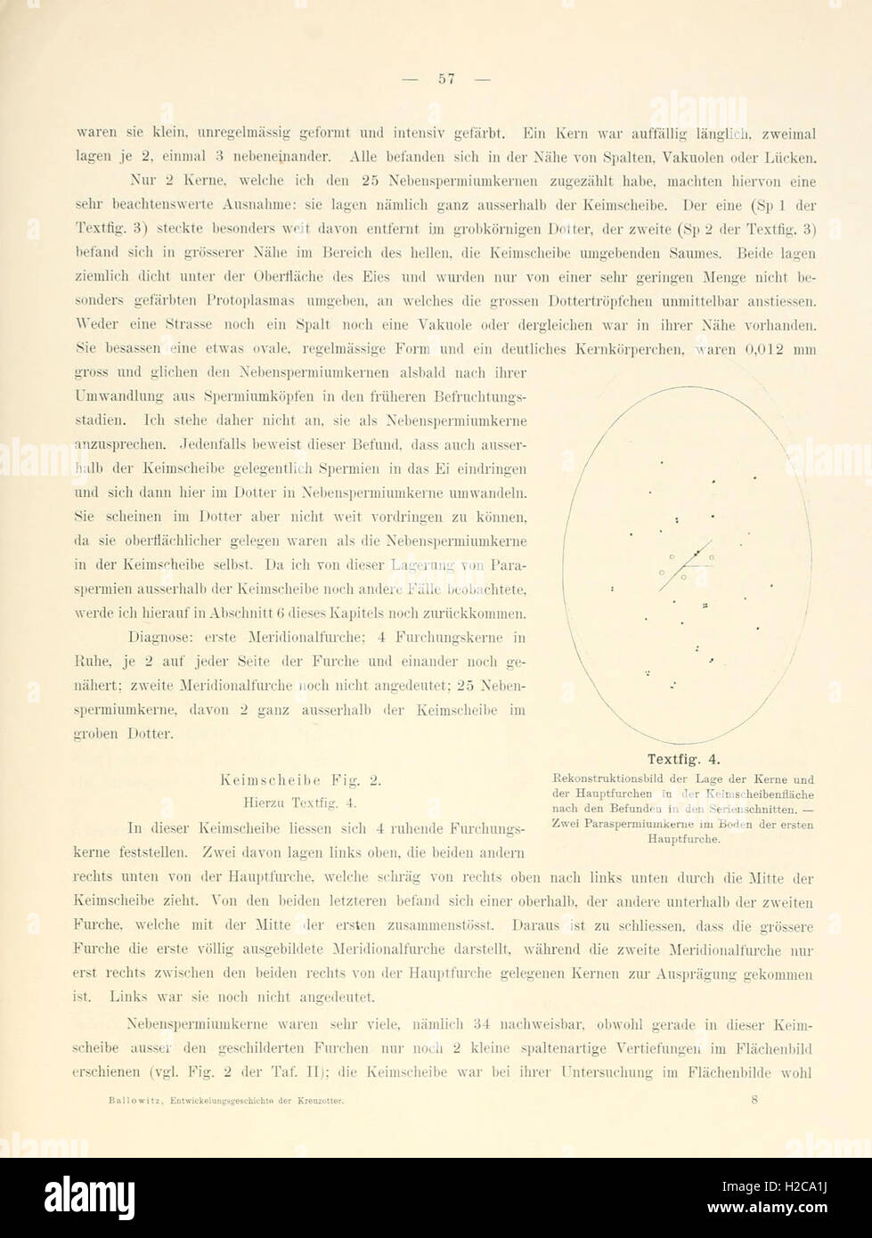 This scientific work examines the developmental history and life cycle ...