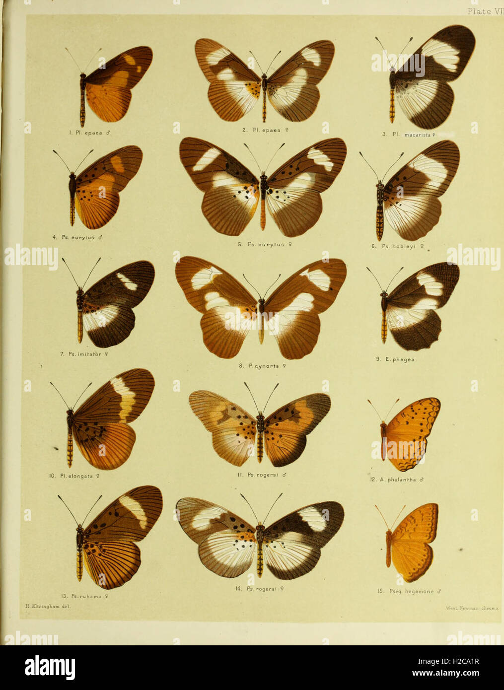 Mimetic behavior hi-res stock photography and images - Alamy