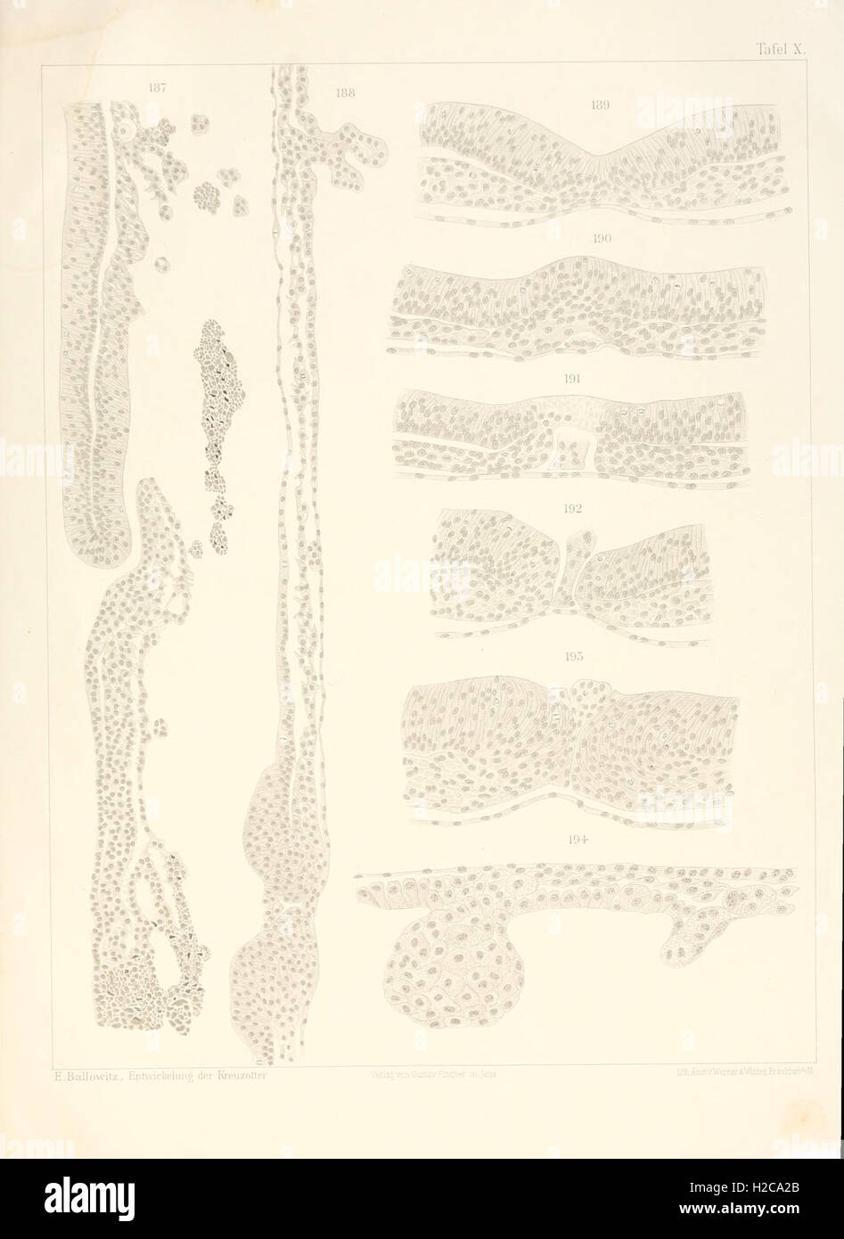 This work examines the developmental history of the common European ...