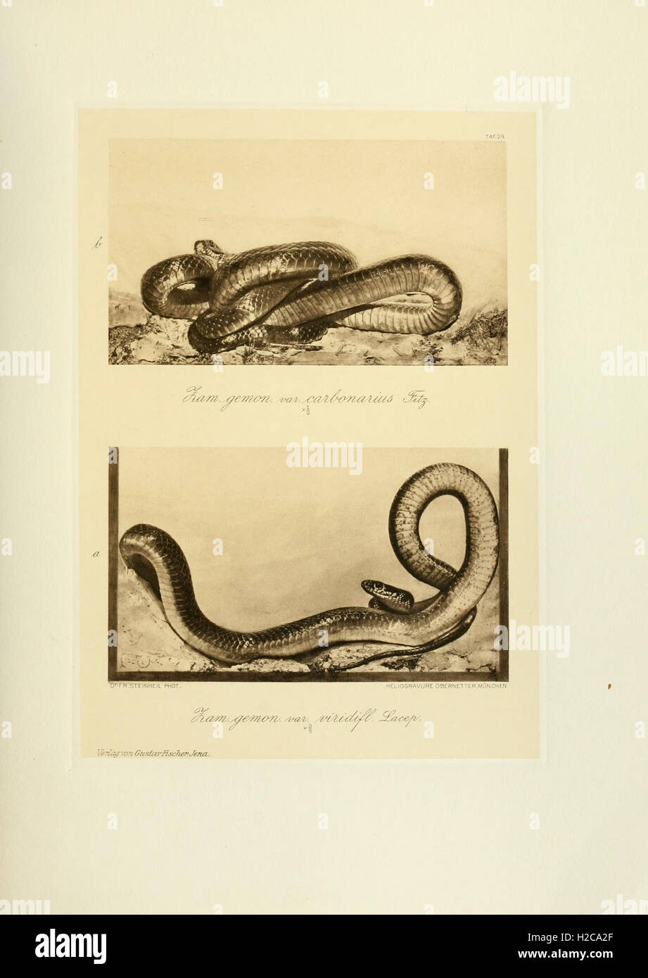 A study on European snakes, detailing species characteristics ...