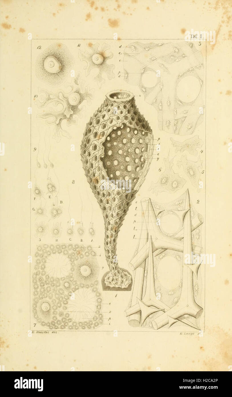 This study presents detailed illustrations and descriptions of ...