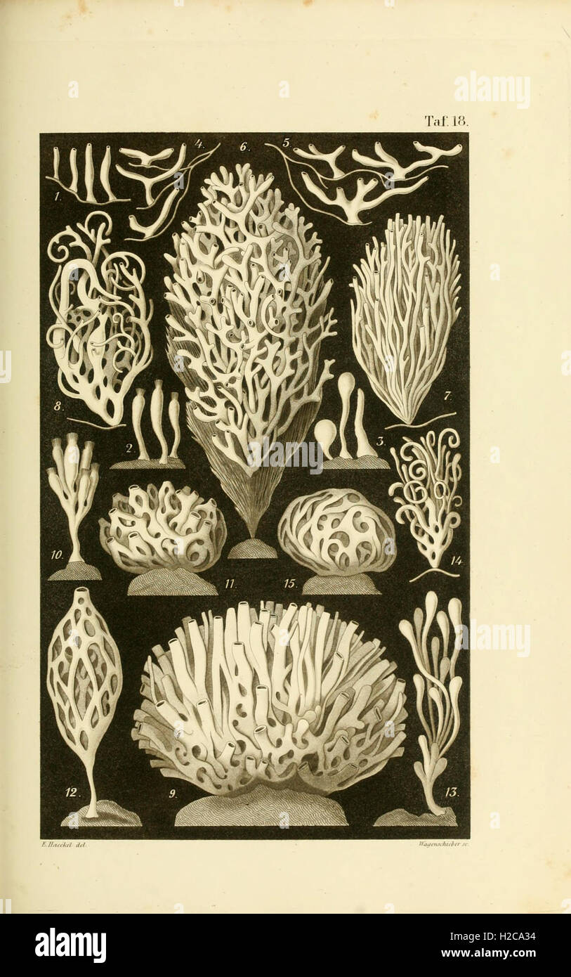 This work presents detailed illustrations and descriptions of limestone ...