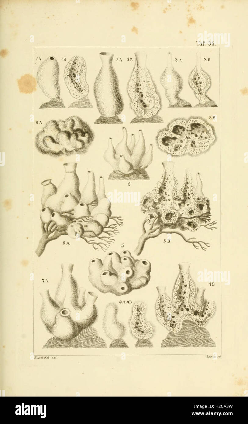 A detailed study of calcareous sponges, featuring their structural ...