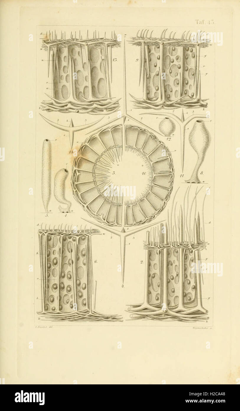 This plate showcases the structure and features of calcareous sponges ...