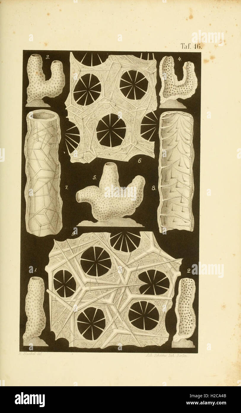 This work focuses on calcareous sponges, providing detailed ...