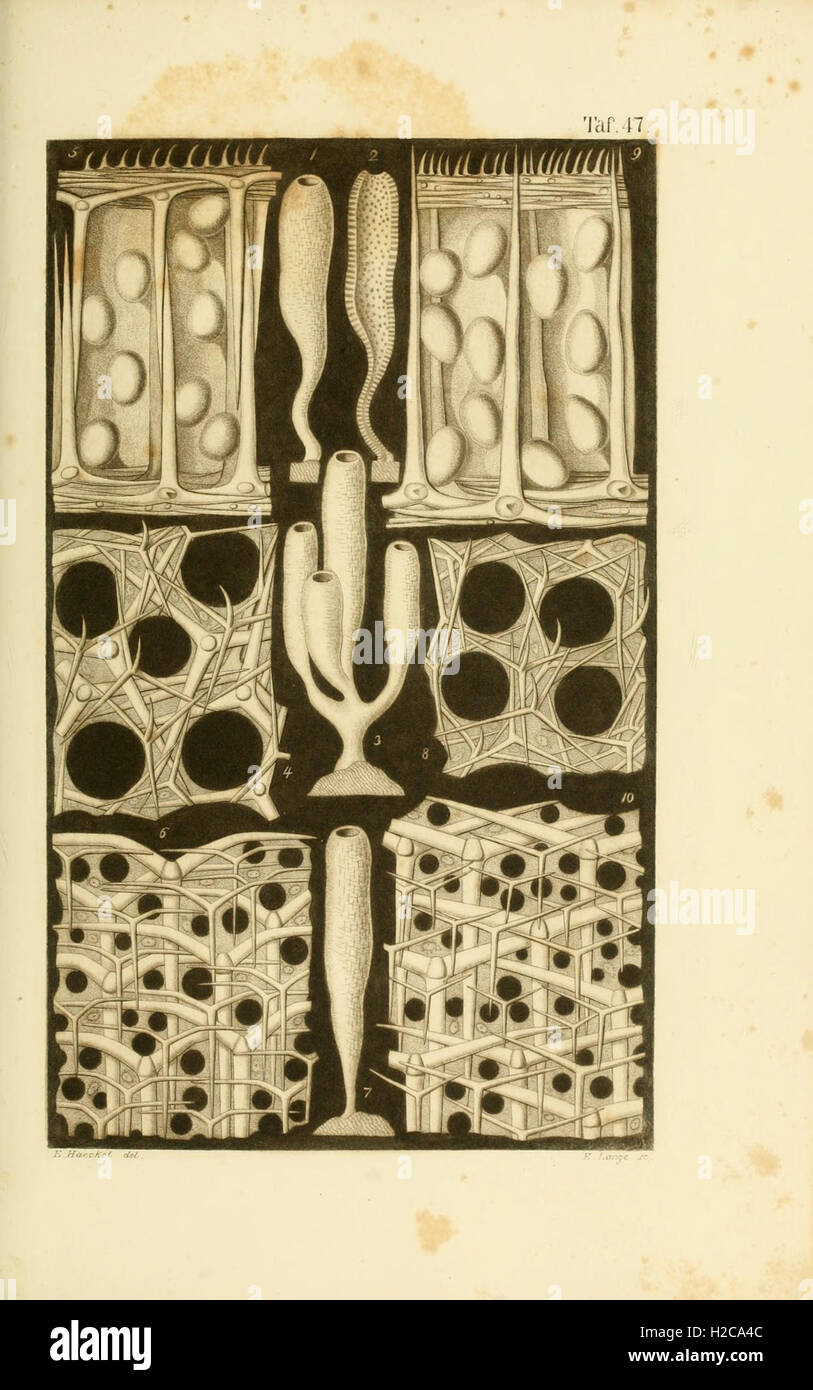 Die Kalkschwämme (Plate 47) showcases various species of calcareous ...