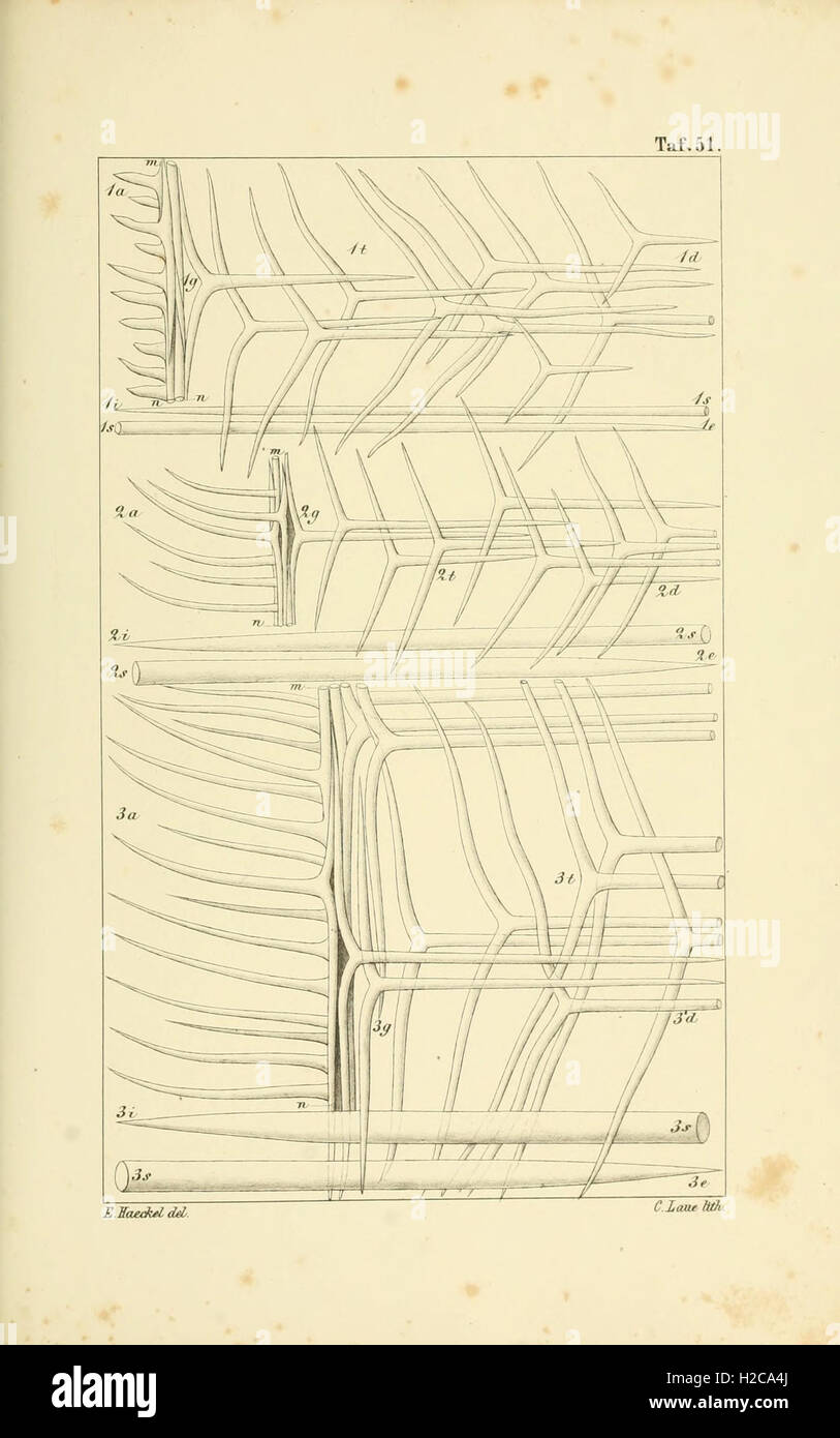 A study of calcareous sponges, depicted in a detailed plate showing ...