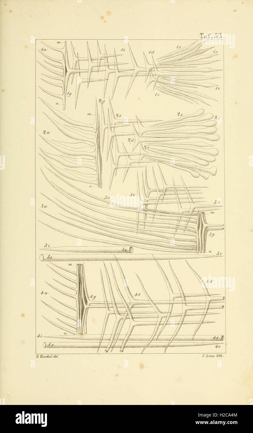 This work discusses calcareous sponges (Calcispongiae), with detailed ...