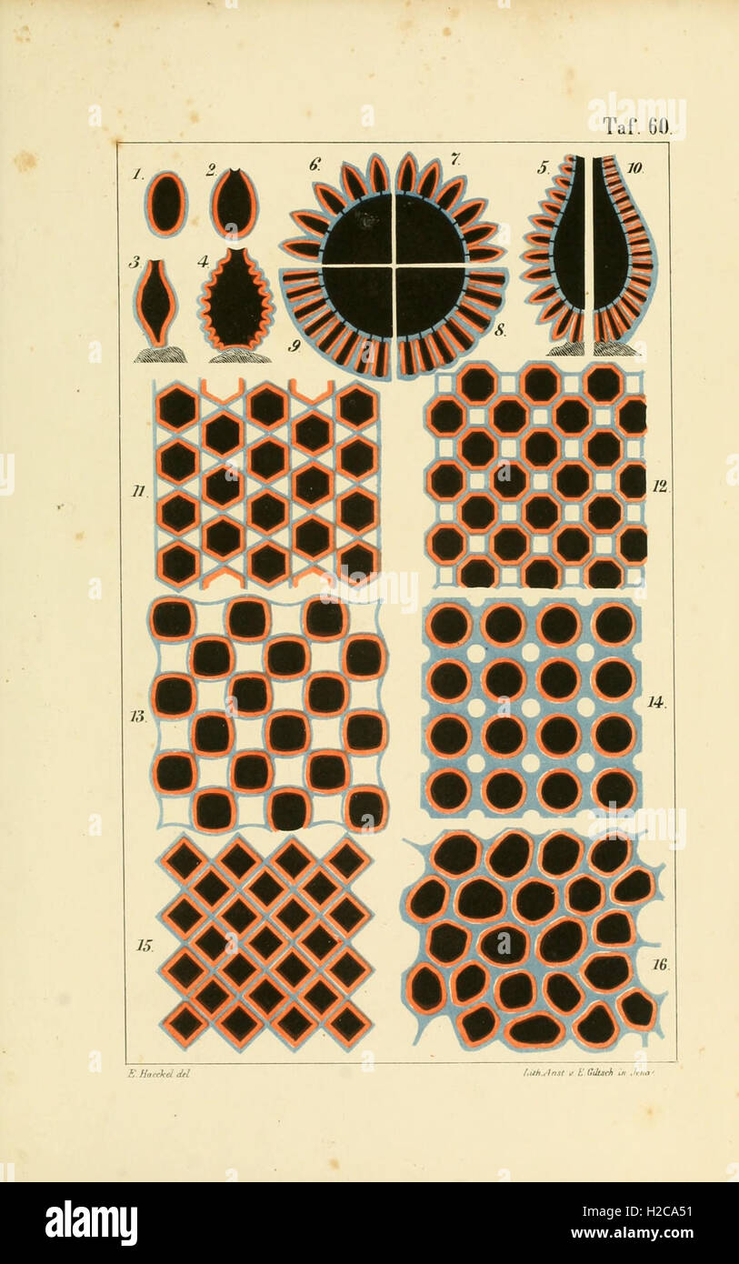 This plate features calcareous sponges, a type of marine sponge known ...